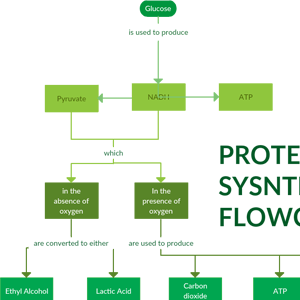 Simple Protein Synthesis Flow Chart